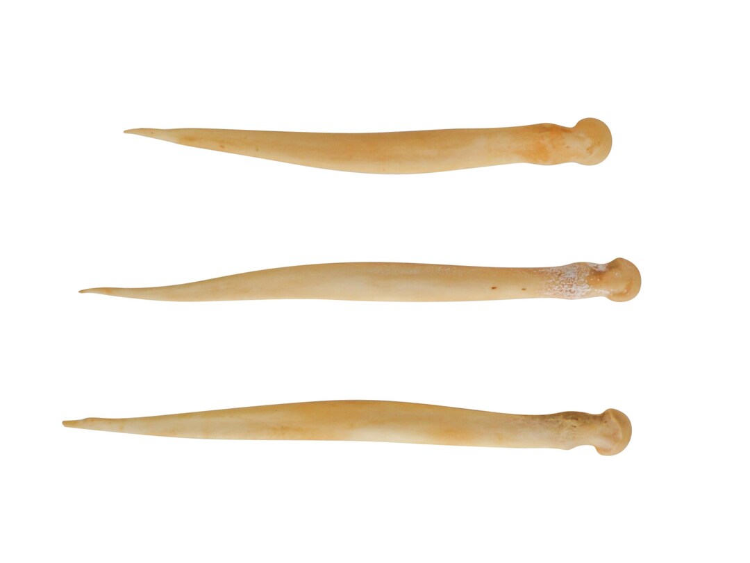 Three (3) Deer Needle Bones (1137-25) - Etsy