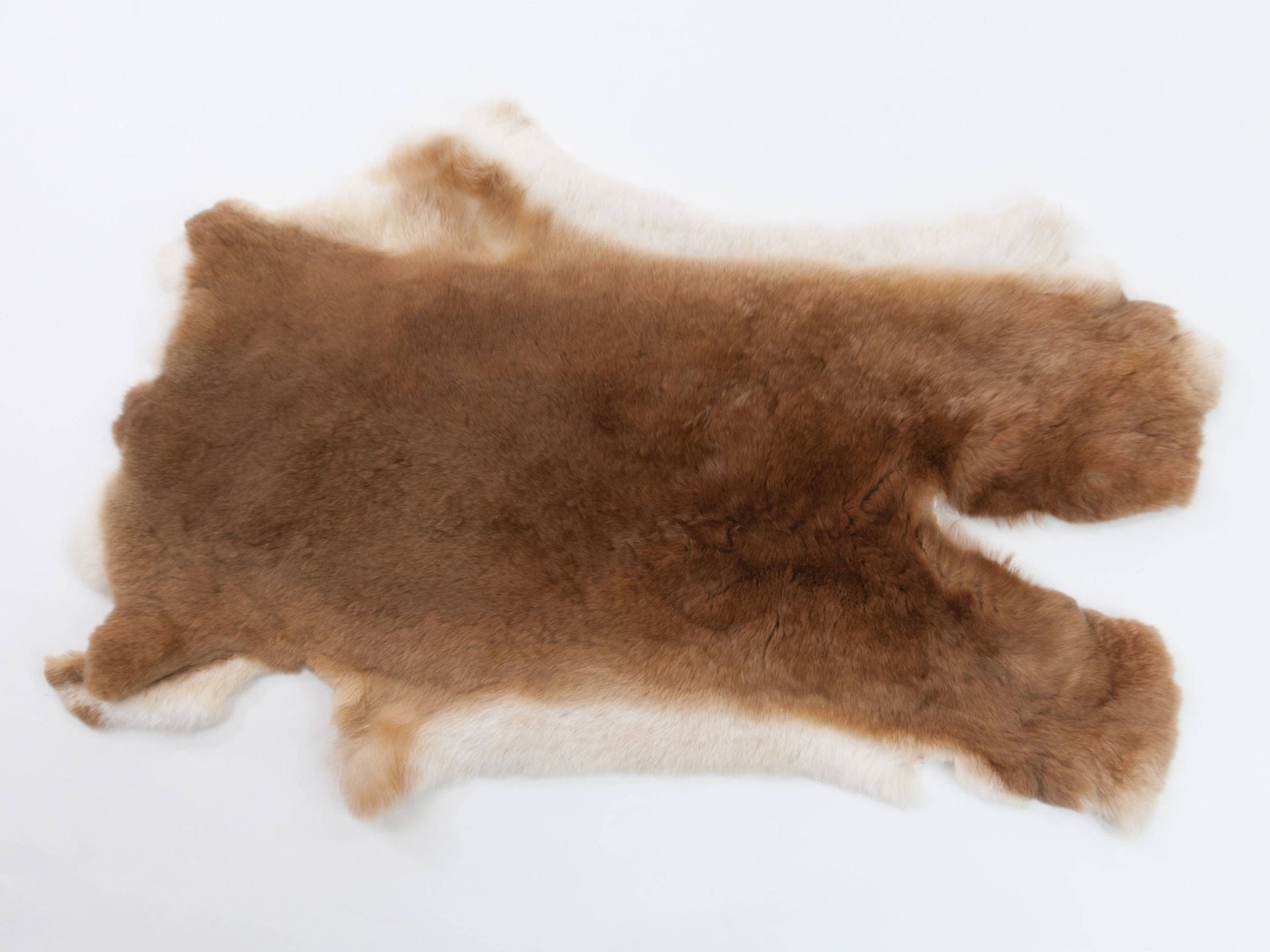 Rex Rabbit Skin: Natural Brown and White orange - Etsy