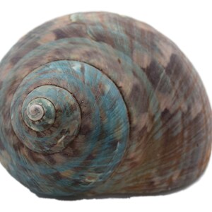 Raw Camouflage Turbo Sarmaticus Shell Large Size 672-R-L L31 | Etsy