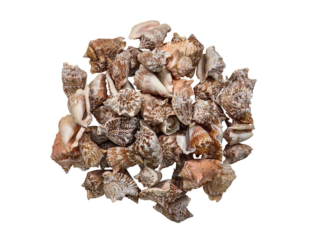 Hawk Wing Conch Shells 2.5"-3": 1-gallon (2HS-3228-GA) Y3K - Etsy