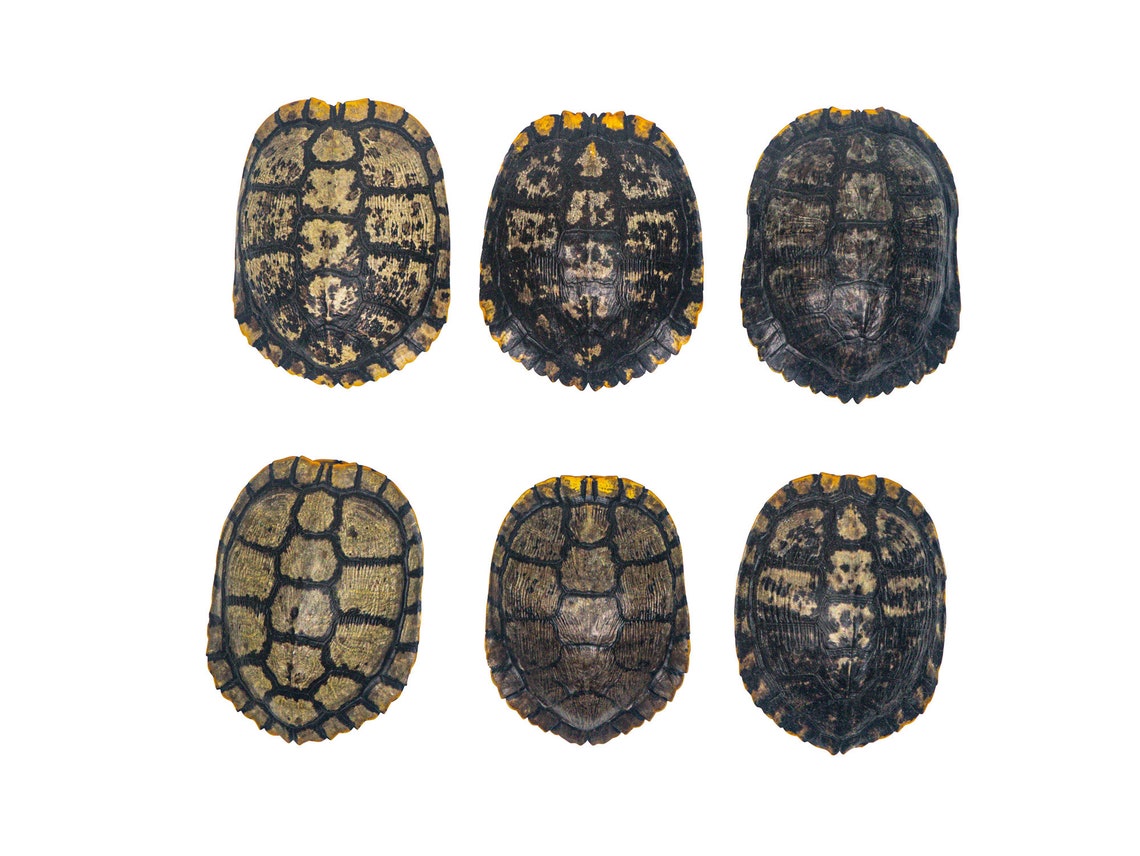 6 to 7 Red Ear Turtle Shell Block Pattern - Etsy