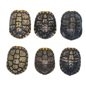 6 to 7 Red Ear Turtle Shell Block Pattern 227GS-0607B Y3K - Etsy