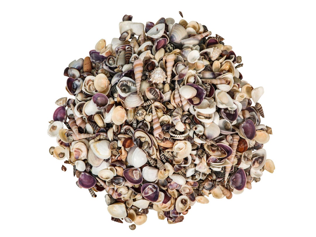Small Indian Shell Mix: 0.25"-1" 1-KG Bag (2.2 Lbs) (2HS-3262K-KG) - Etsy