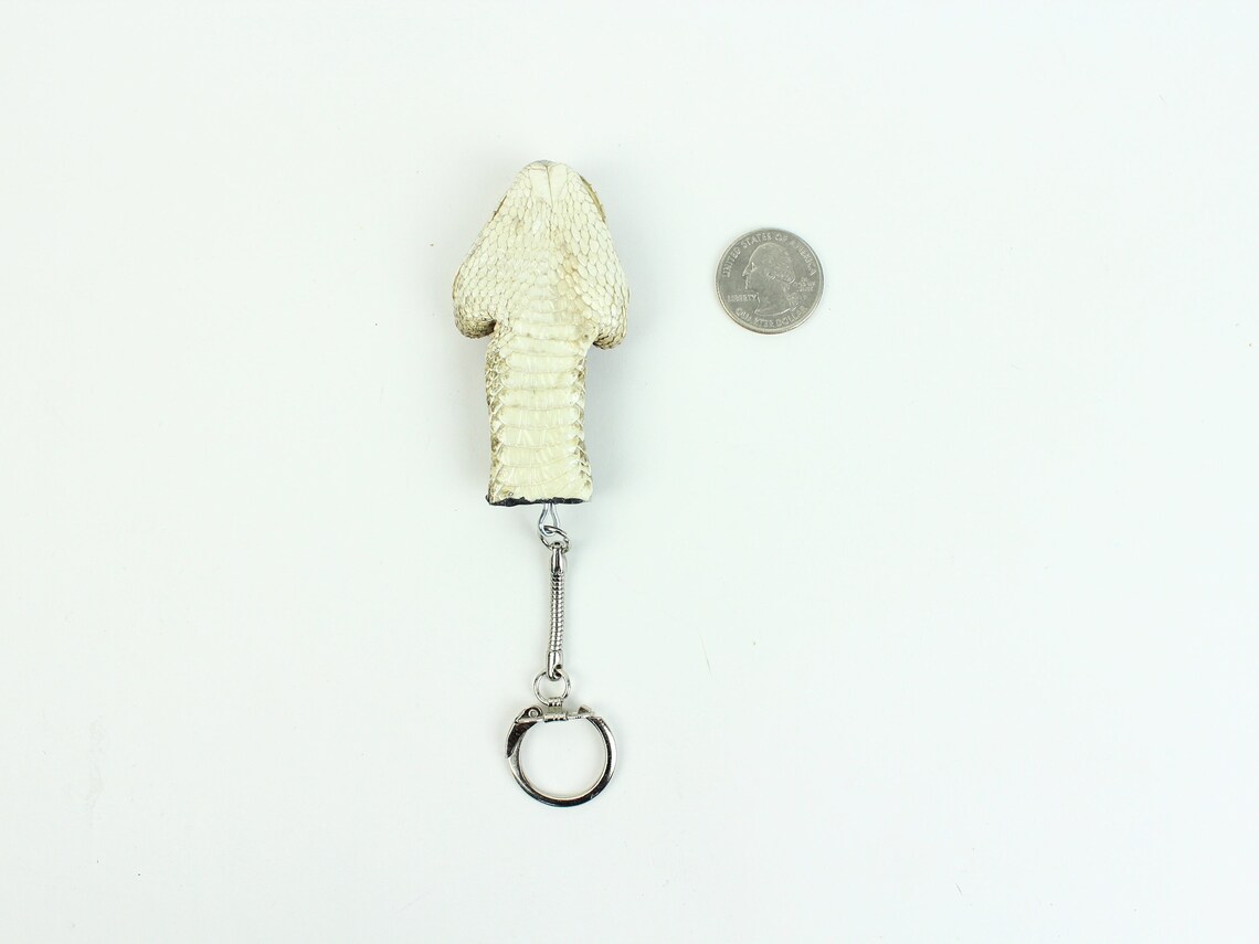 Real Rattlesnake Head Keychain: Closed Mouth 42-30C C4D - Etsy