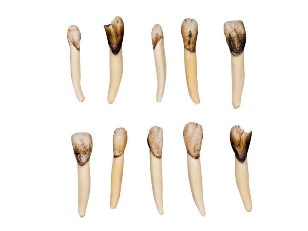Ten (10) Genuine Moose Teeth (174-800) Y2D - Etsy
