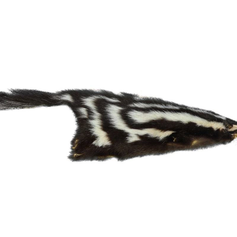 Skunk Paper Doll - Etsy