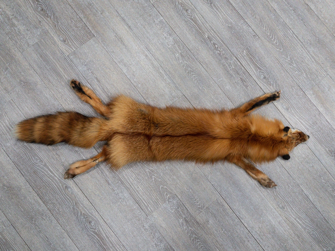 Taxidermy Quality Red Fox Skin With Feet 180-03-TAX-G6190 9UZ - Etsy