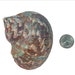 Raw Camouflage Turbo Sarmaticus Shell Large Size 672-R-L L31 - Etsy
