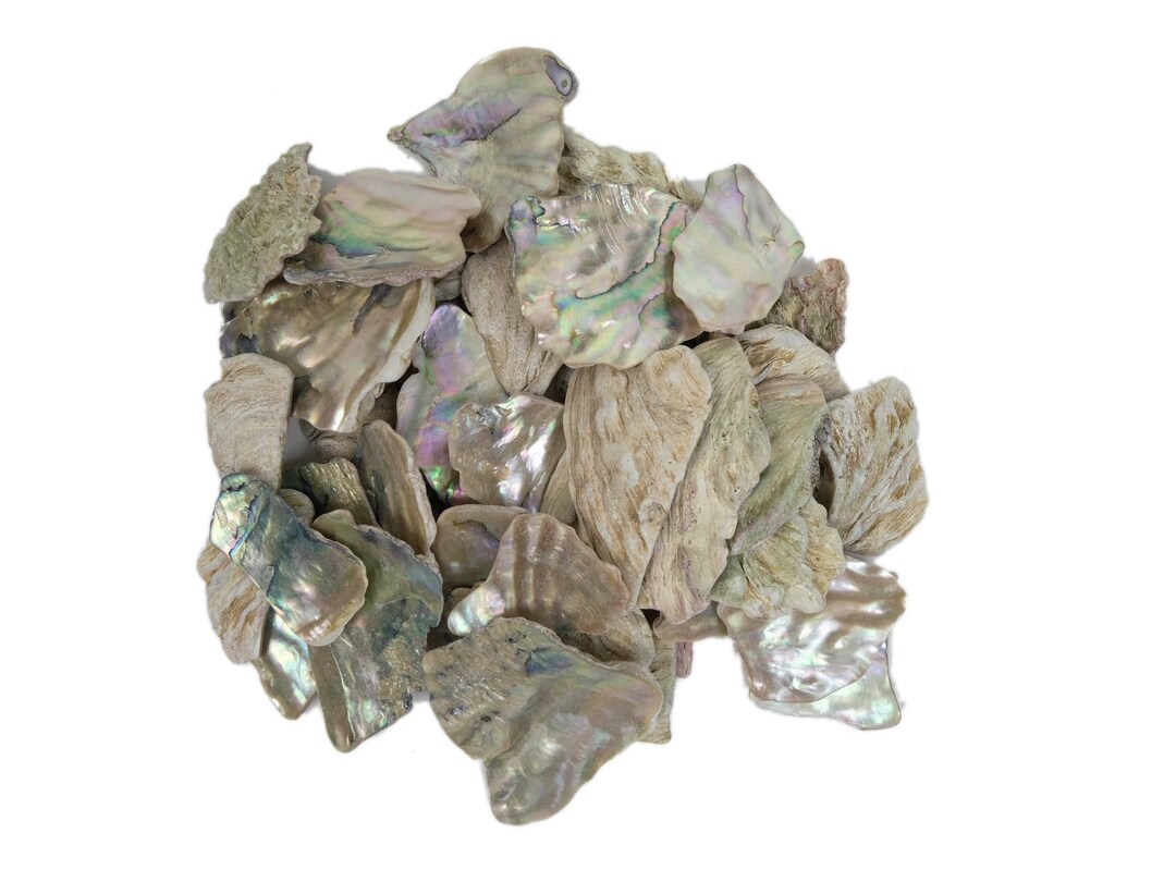 Natural African Abalone Pieces: 50mm Pieces. 1-kg (2.2 Pounds) Bag (220 ...