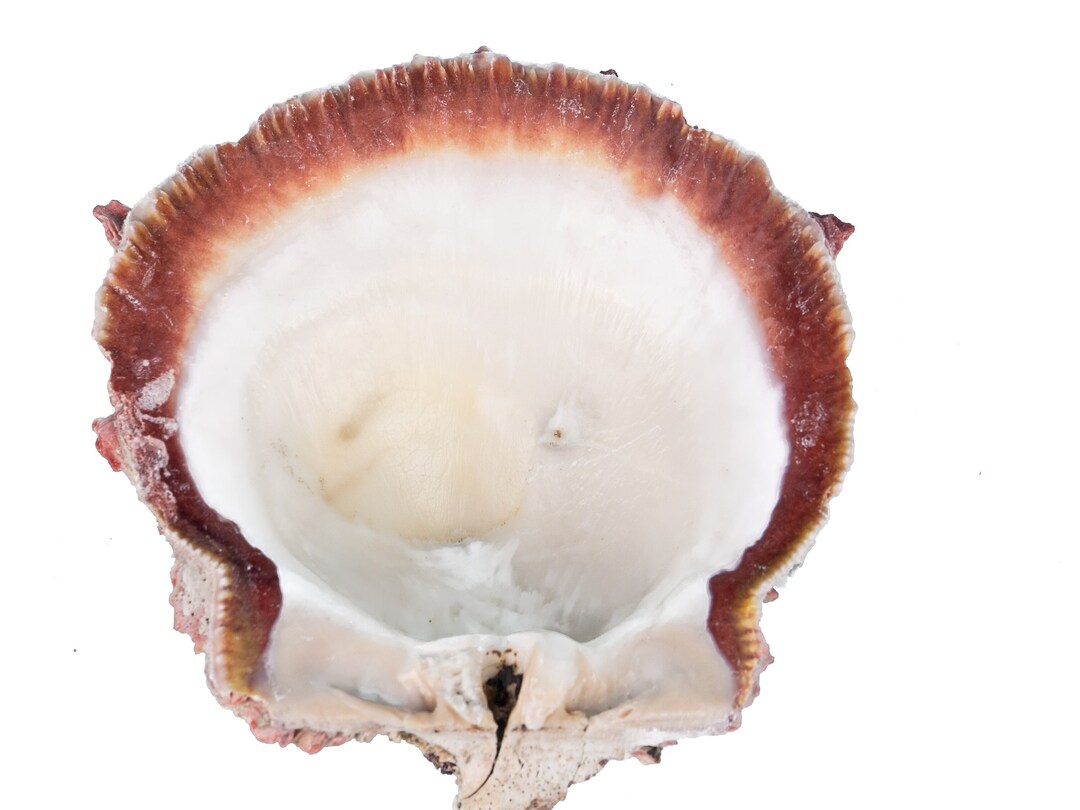 Spiny Oyster Shell: Red 1 1086-31-G4153 8UR8 - Etsy