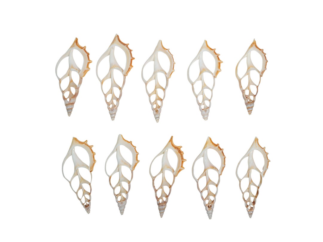 Ten Pack of Tibia Shells: Center Cut 3.75" to 4" (2HS-4410-10) Y1H - Etsy