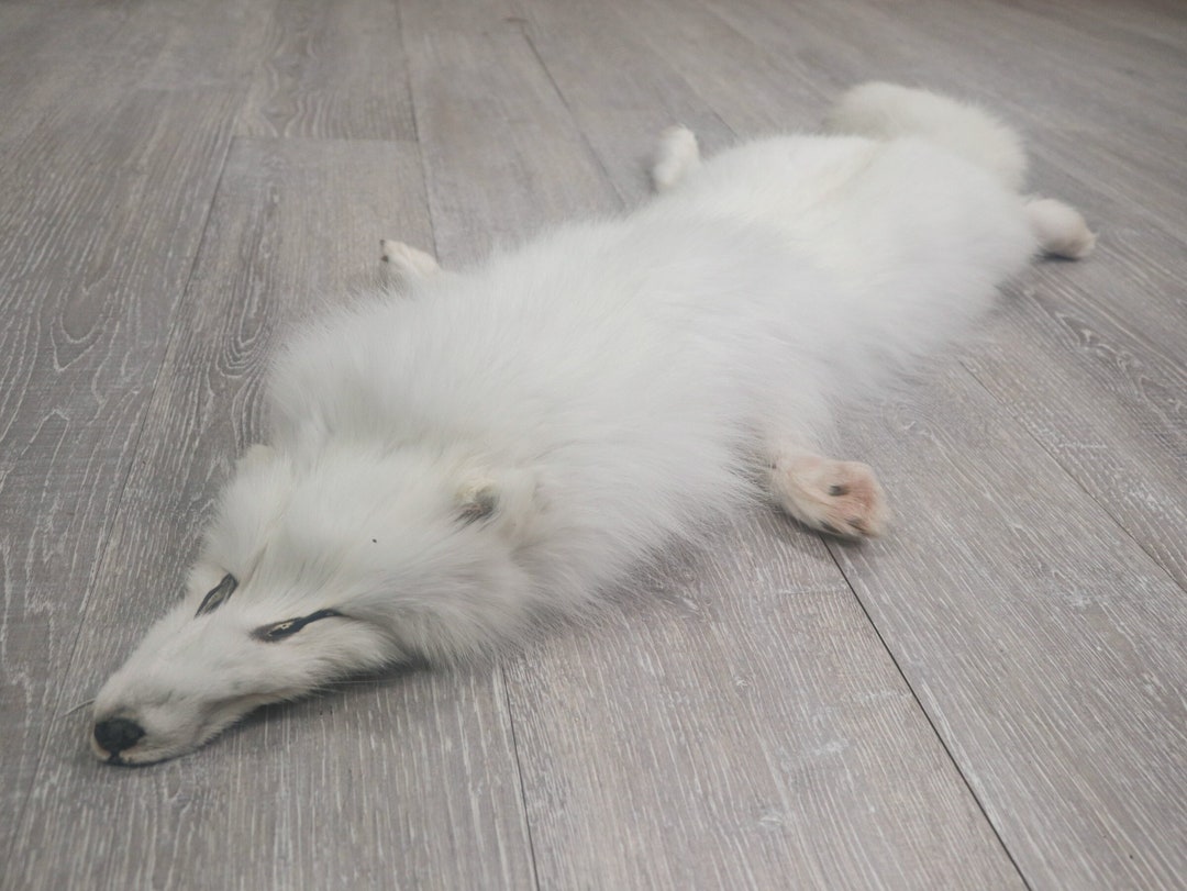 Arctic Fox Skin With Feet (180-02-WF-G4457) Y2K - Etsy