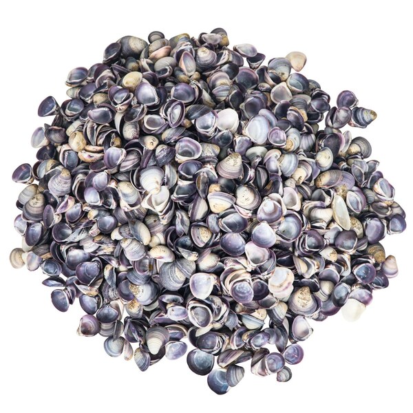 Purple Clam Shells - Etsy