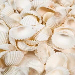 White Ark Shells: 1.25"-1.75" 1-KG Bag (2.2 Lbs) (2HS-3406-KG) Y3K - Etsy