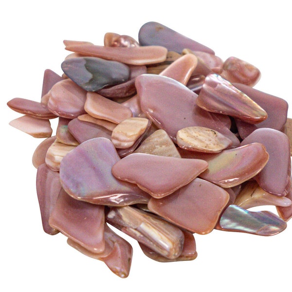 Mussel Shells - Etsy