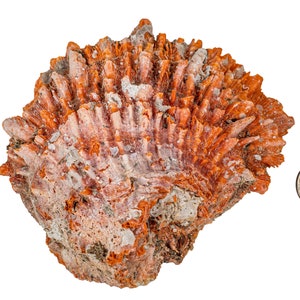 Red Orange Spiny Oyster Shell – First Quality (1086-41-G6338) Y1X - Etsy