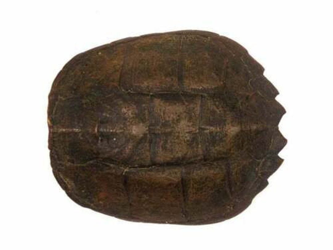 5 to 8 Real Snapping Turtle Shell With Plastron - Etsy