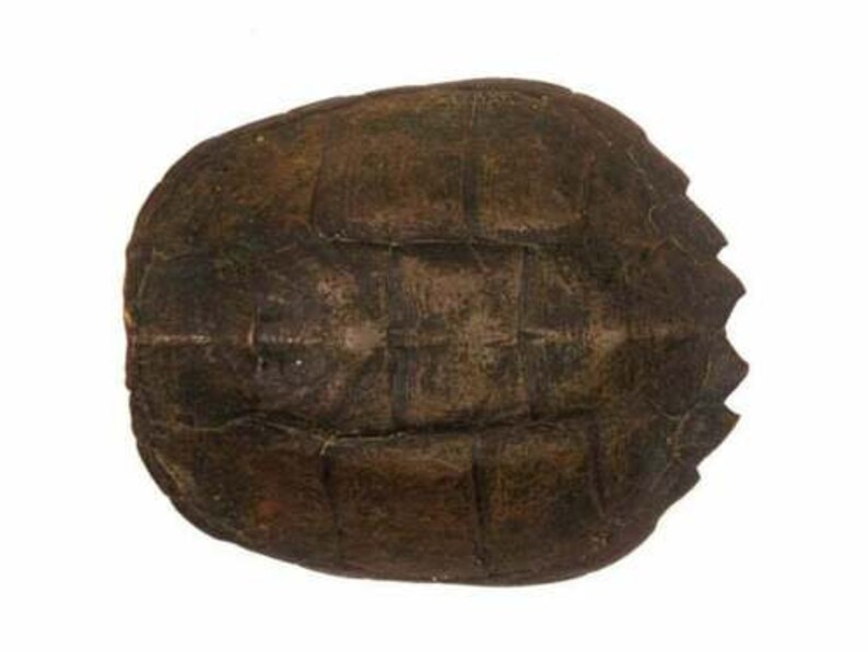 5 to 8 Real Snapping Turtle Shell With Plastron - Etsy