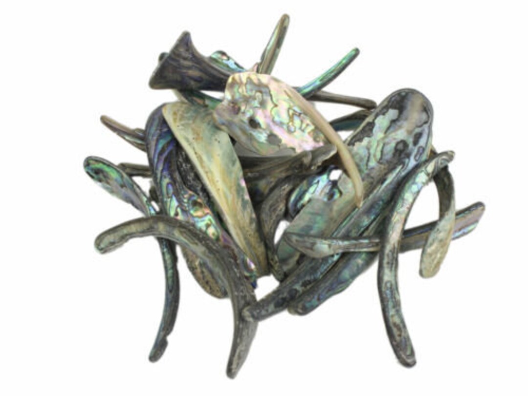 Paua Abalone Shell Rims Satin: Large 1/4 Lb (565Z-TPSRL-AS) Y3L - Etsy
