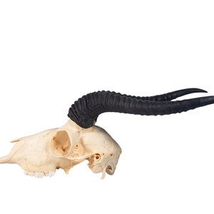 Real Springbok Skull With Teeth & Horns: Gallery (15-257-G4565) Y2P - Etsy