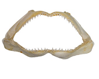 REAL SHARK JAW Jaws Taxidermy Fish Mount Skull Skeleton Fishing Bone ...