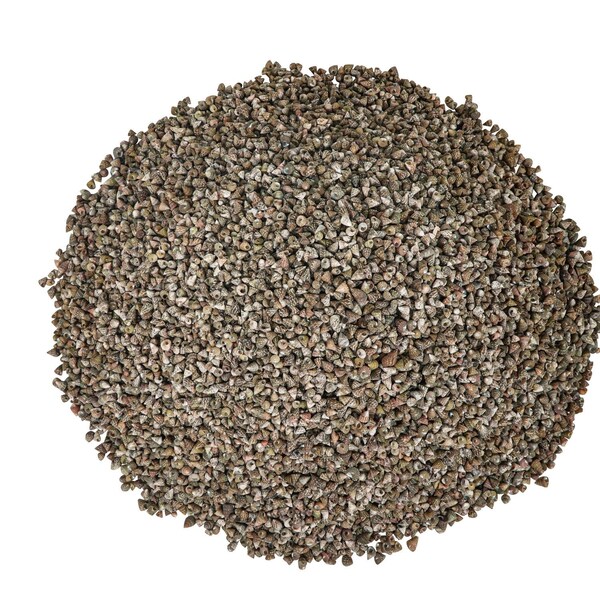 Periwinkle Shell - Etsy