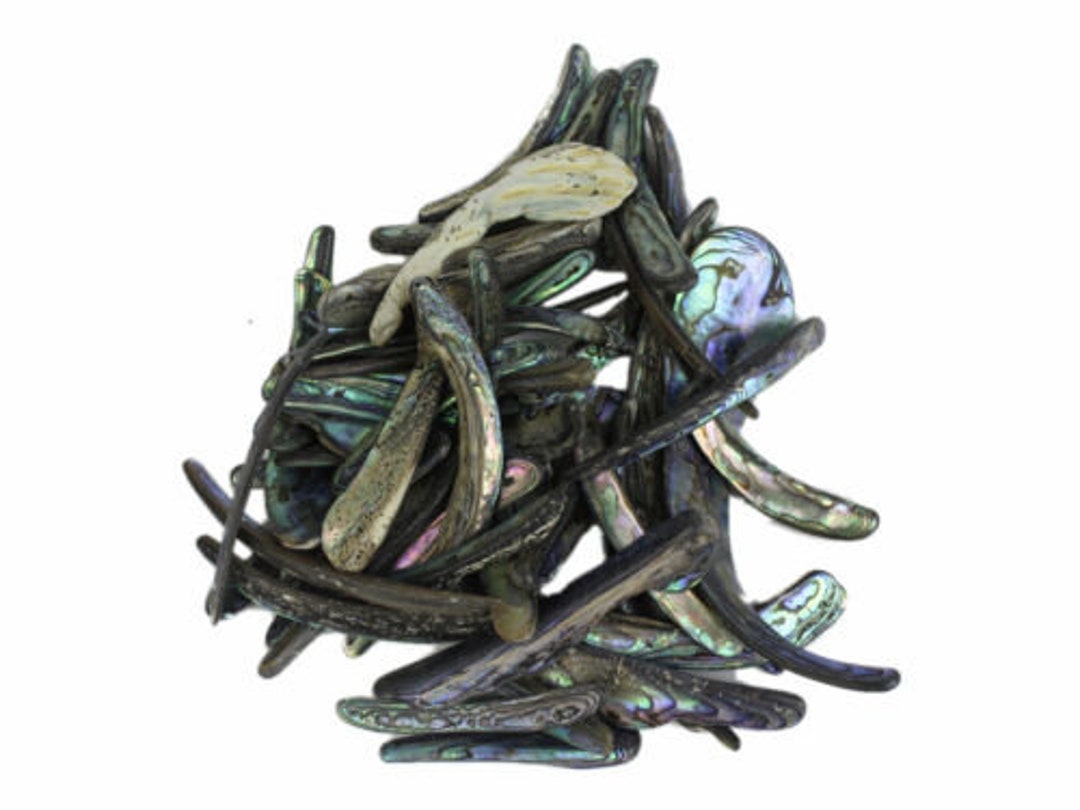 Paua Abalone Shell Rims Satin: Unsorted 1/4 Lb (565Z-TPSRU-AS) Y3L - Etsy