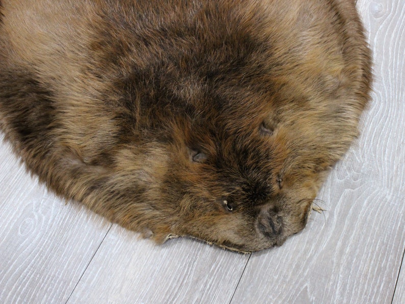 Extra Large Beaver Skin 1/2 Grade: Gallery 50-1-XL-G3205 - Etsy