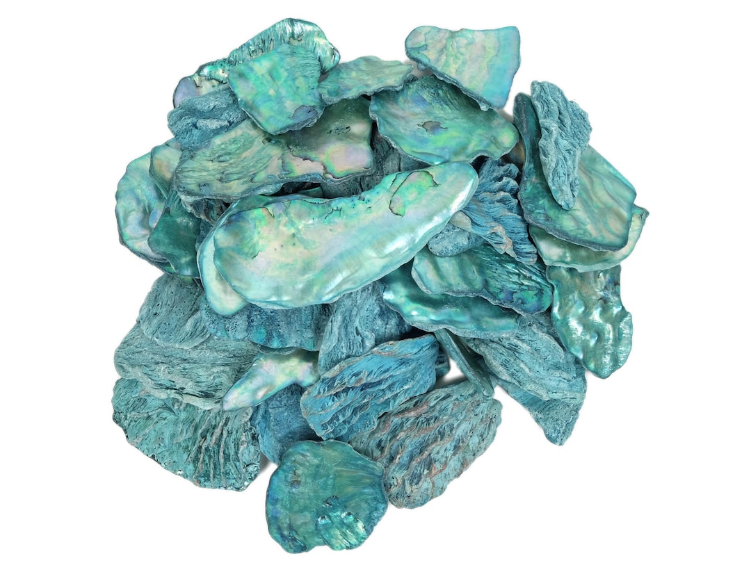 Turquoise Dyed African Abalone Pieces: 50mm Size. 1-kg Bag 2.2 Pounds ...
