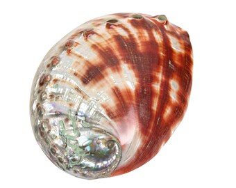 Mexican Shell - Etsy