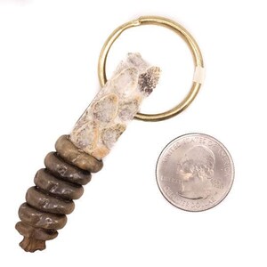 Rattlesnake Rattle and Skin Keychain 42-31S C4D - Etsy