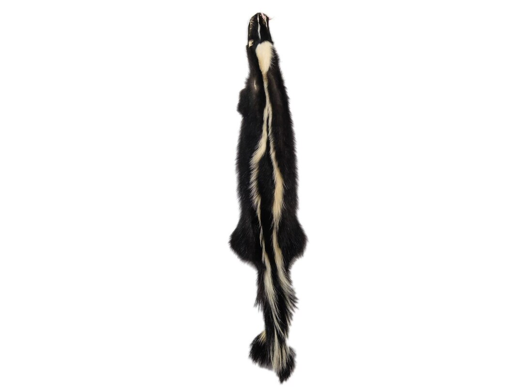 Skunk Skin Pelt Hide (54-TP-G2100) Y1K - Etsy