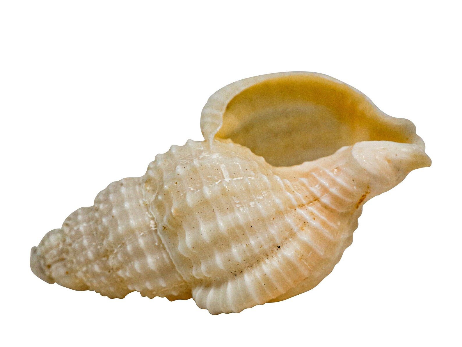 Nassa Reticulata Shells 0.6251: 1-KG Bag 2.2 - Etsy