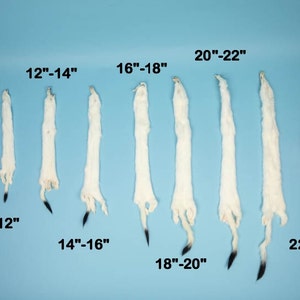 10"-12" Select Grade Ermine Skin (204-SEL-10/12) Y2L - Etsy