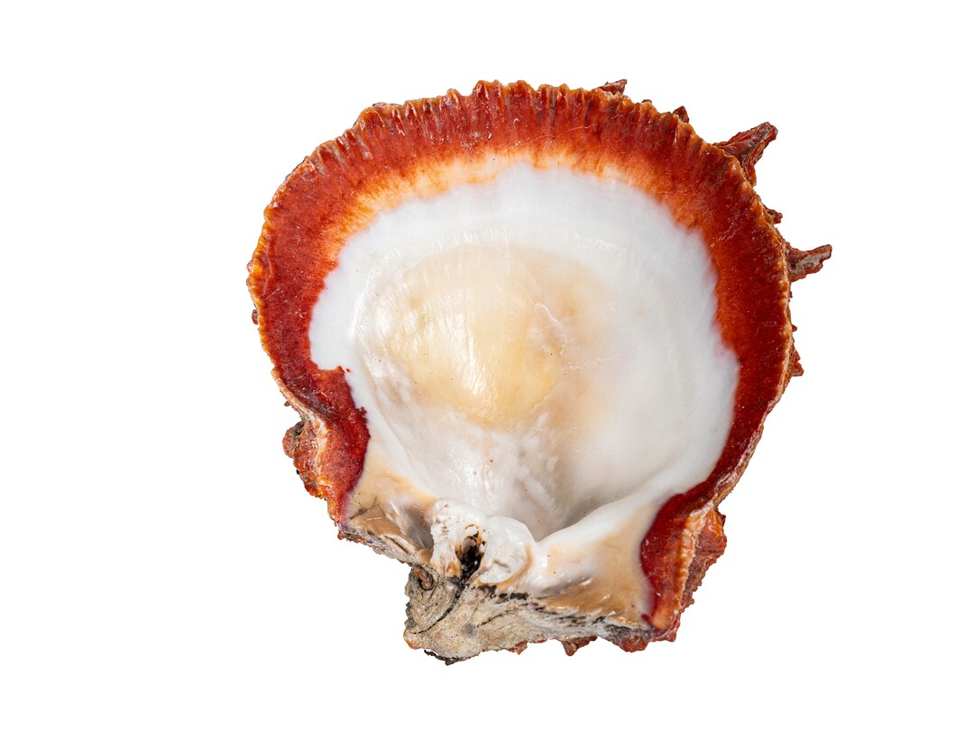 Red Orange Spiny Oyster Shell First Quality 1086-41-G6331 Y1X - Etsy