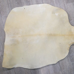 Extra-large Bleached Goat Rawhide Skin (55-50XB-AS) Y1H - Etsy