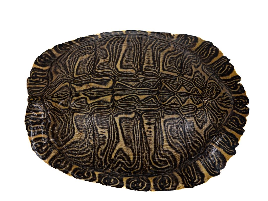 10 to 11 River Cooter Turtle Shell 1077-1011 10UB - Etsy