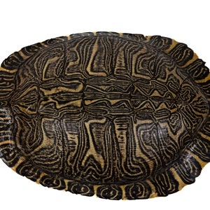 10 to 11 River Cooter Turtle Shell 1077-1011 10UB - Etsy