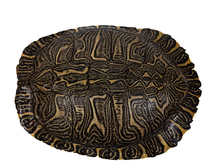 Old Snapping Turtle Shell, Taxidermy Parts, Roadkill, Cabinet of ...