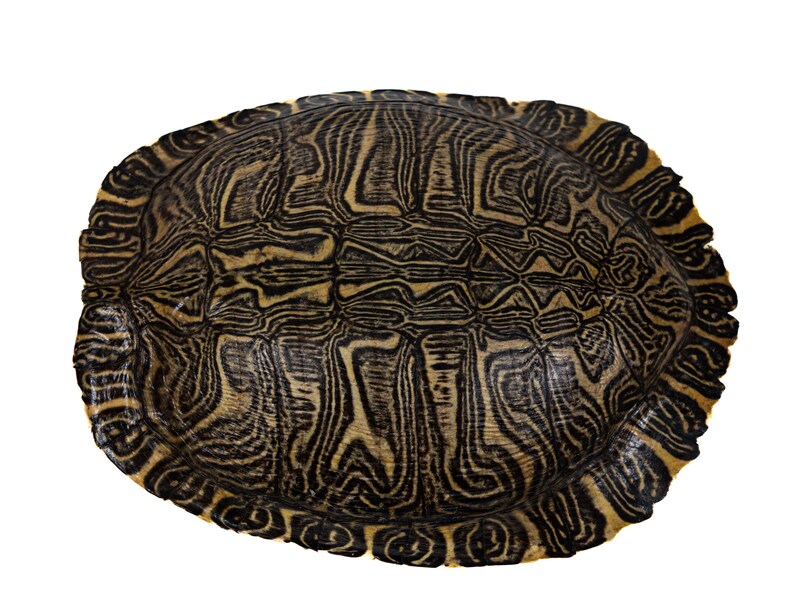 10 to 11 River Cooter Turtle Shell 1077-1011 - Etsy