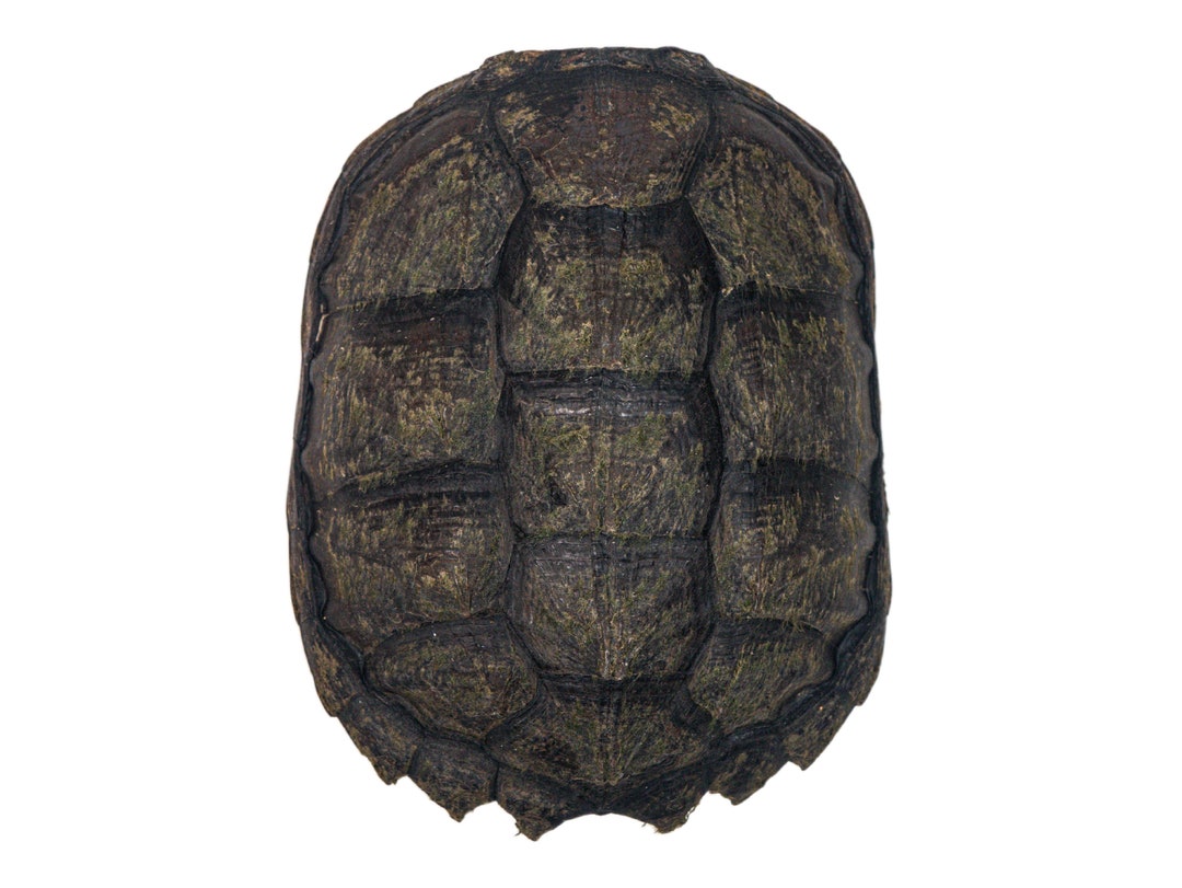 5 to 8 Real Snapping Turtle Shell With Plastron - Etsy