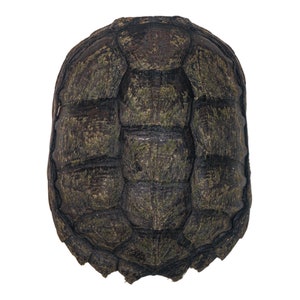 5 to 8 Real Snapping Turtle Shell With Plastron - Etsy