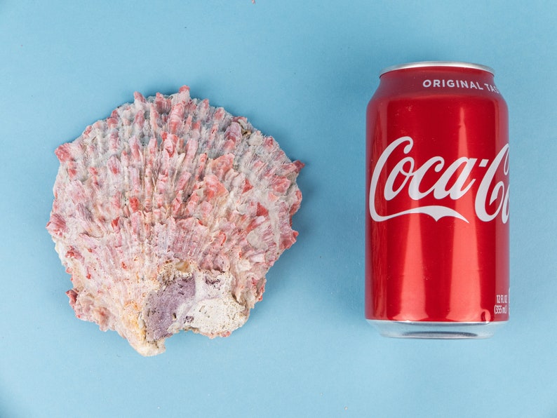 Spiny Oyster Shell: Red 1 1086-31-G4153 8UR8 - Etsy