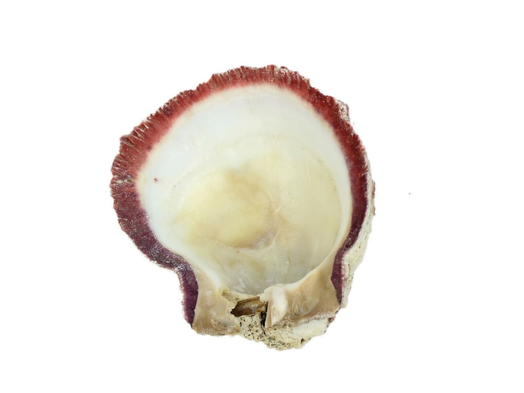 Red Orange Spiny Oyster Shell – Second Quality (1086-12-G3335) - Etsy