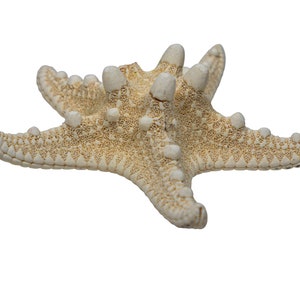 Bleached White Knobby Starfish 3-4" (2HS-9048SW) Y1K/Y2K - Etsy