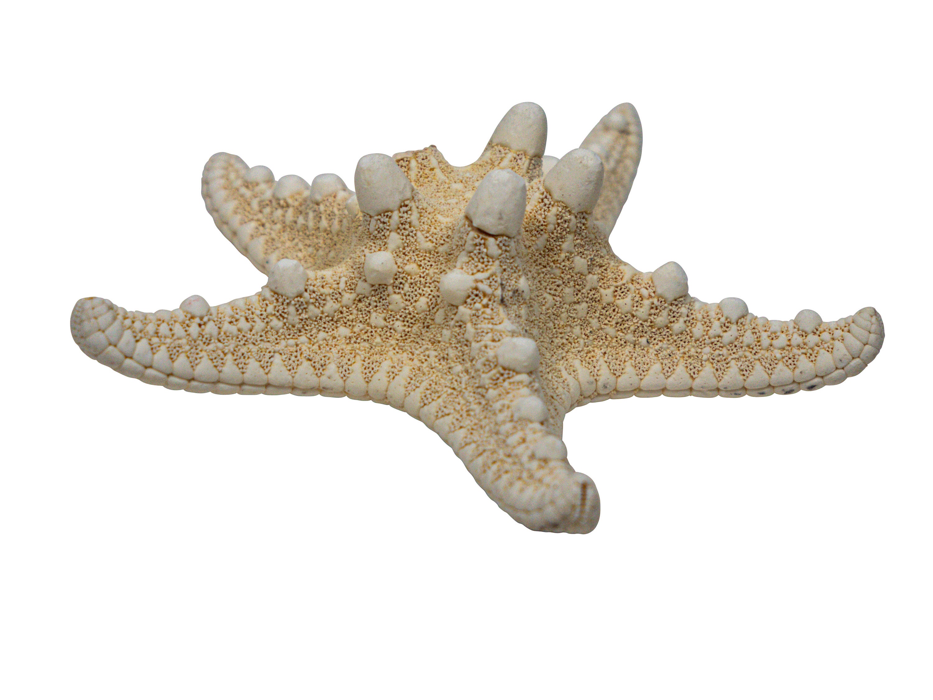 Bleached White Knobby Starfish 3-4" (2HS-9048SW) / - Etsy