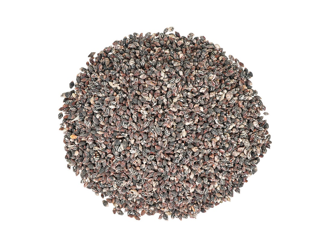 Lightning Dove Shells 0.375"-0.625": 1-gallon (2HS-3761-GA) - Etsy