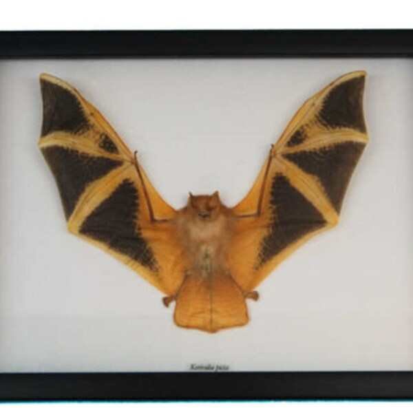Taxidermy Real Bats - Etsy