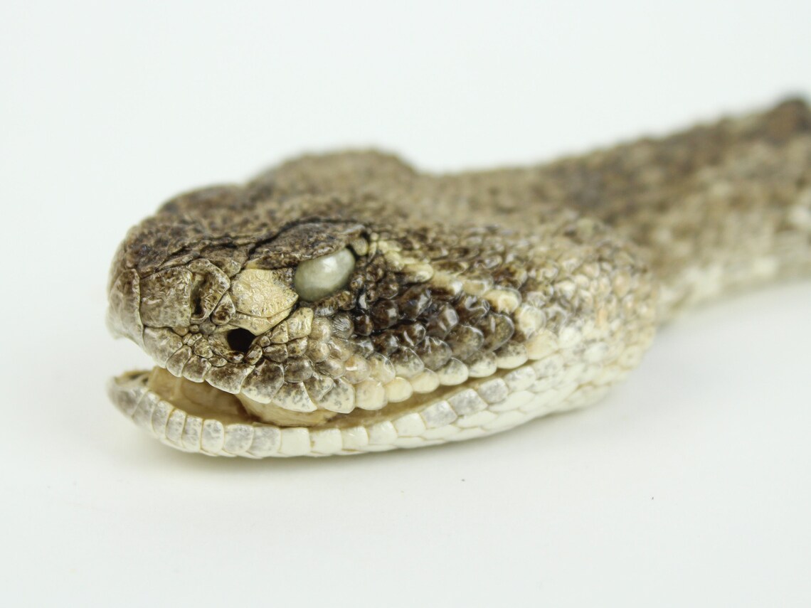 Real Rattlesnake Head Keychain: Closed Mouth 42-30C C4D - Etsy