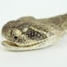 Real Rattlesnake Head Keychain: Closed Mouth 42-30C Y2J - Etsy